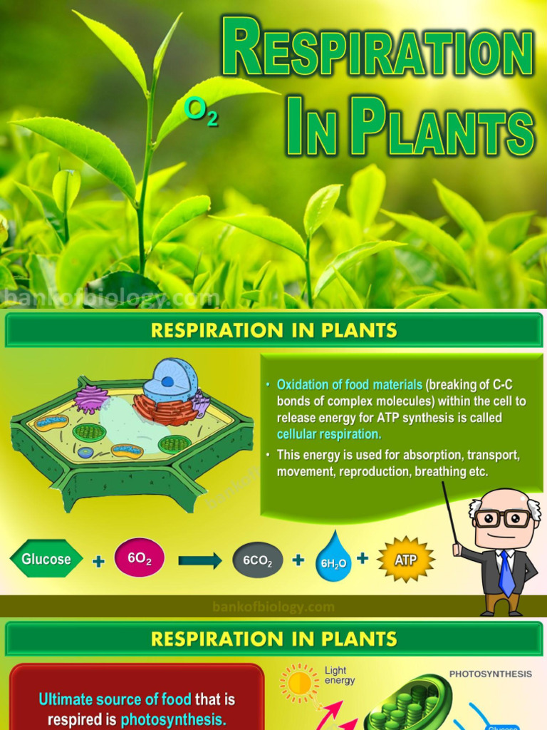 14 Respiration in Plants - Picture Slides - Demo | PDF