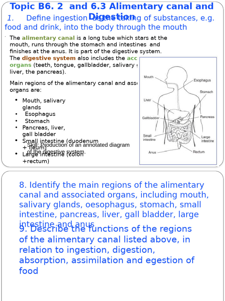 Topic B6.2 Alimentary Canal and 6.3 Digestion | PDF | Digestion | Stomach