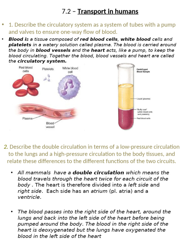 Transport in Mammals - Lesson 7.2 | PDF | Heart Valve | Heart