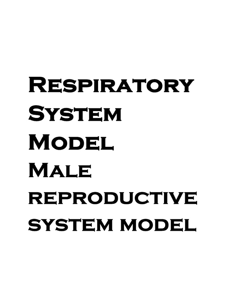 Respiratory System Model | PDF