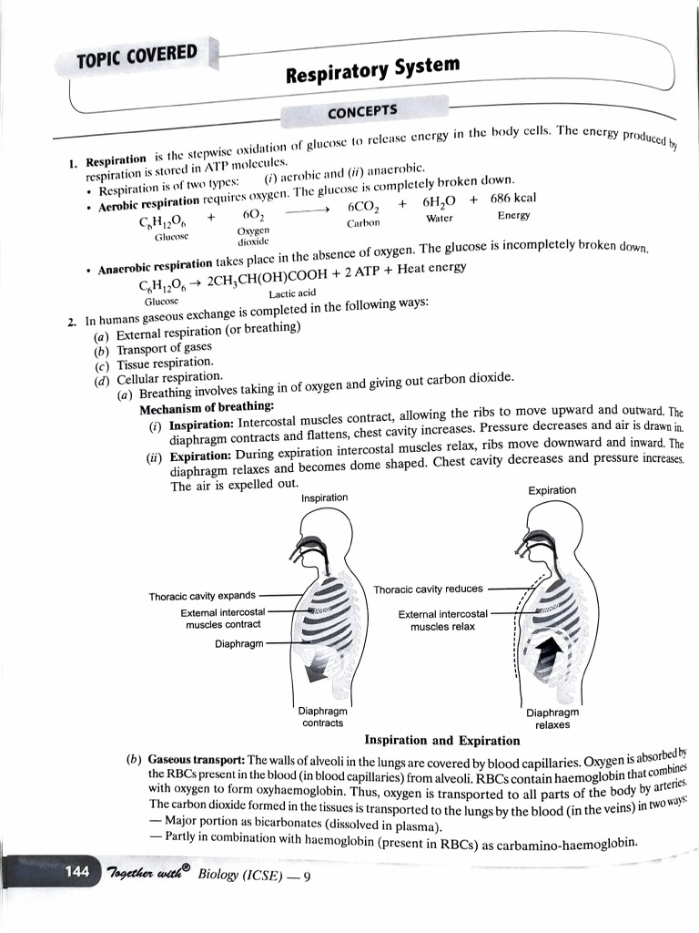 Chapter 13 - The Respiratory System | PDF | Respiratory System | Exhalation