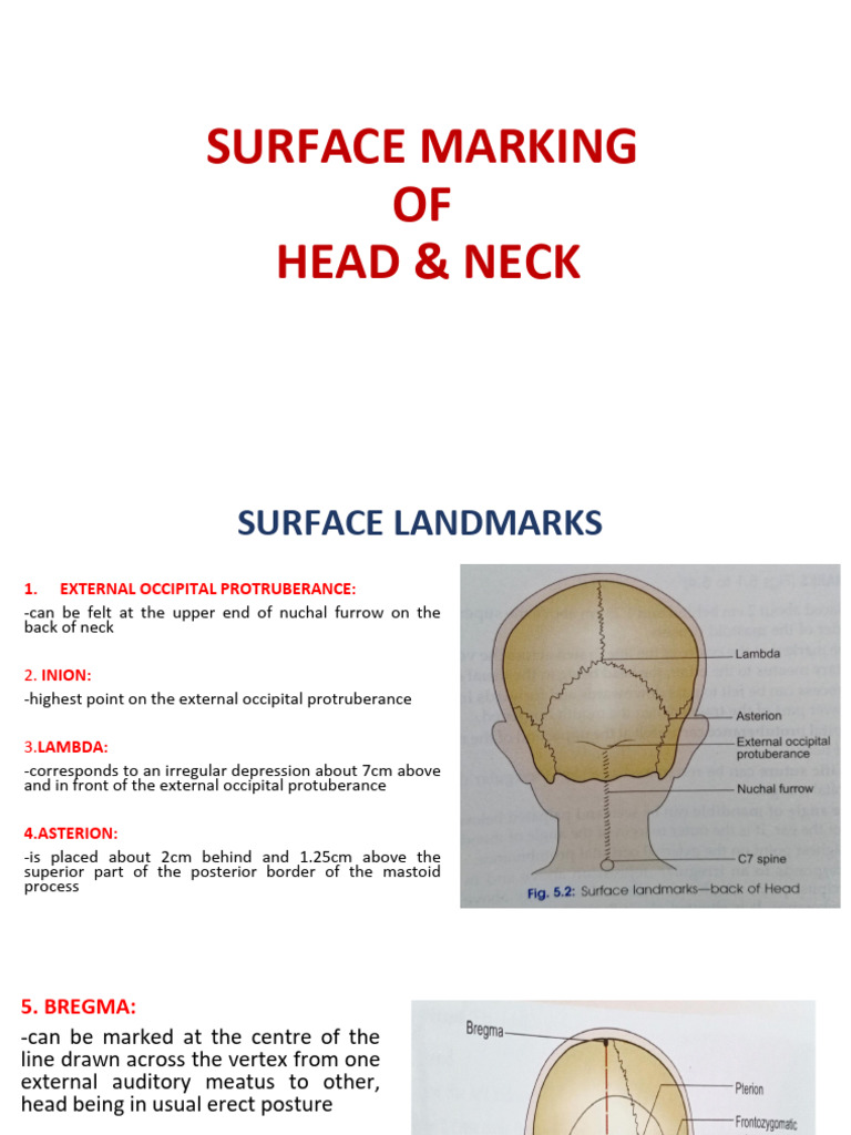 Surface Markings of Head and Neck | PDF | Common Carotid Artery | Human ...
