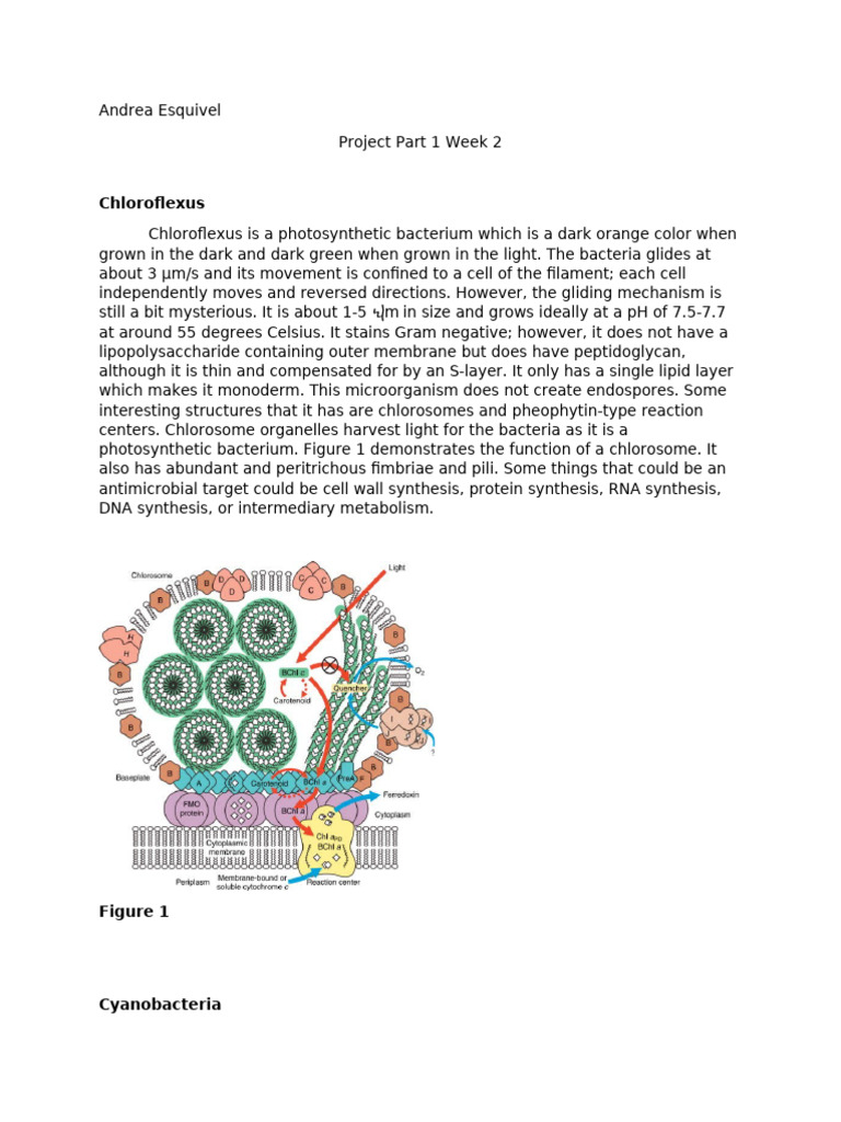 Week 2 Project PT 1 Esquivel | PDF