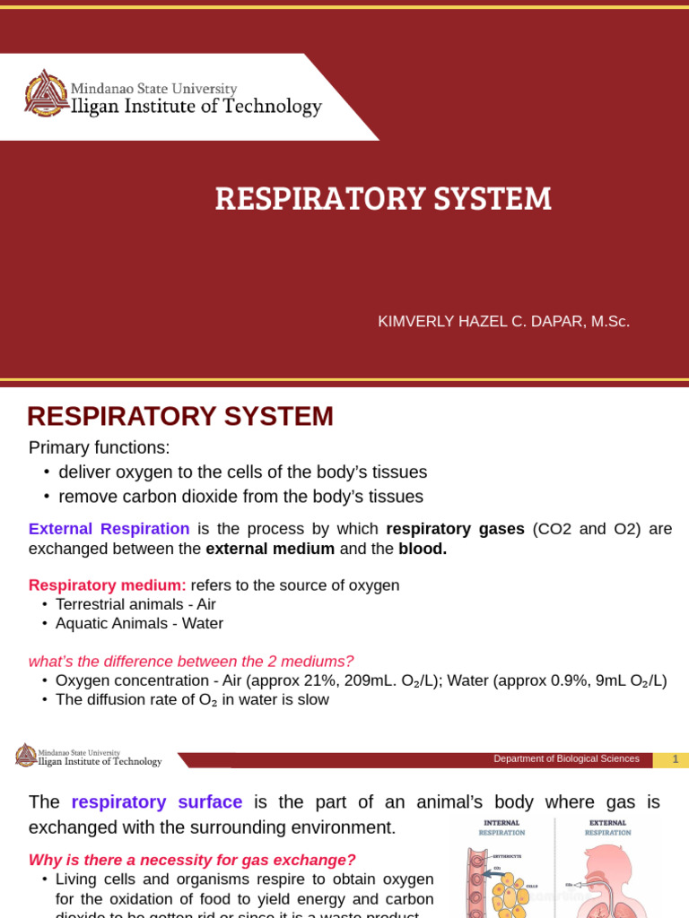 Respiratory system | PDF | Lung | Respiratory System