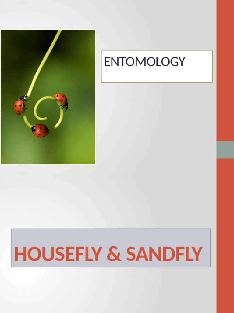 Housefly Sand Fly Flea Louse | PDF | Fly