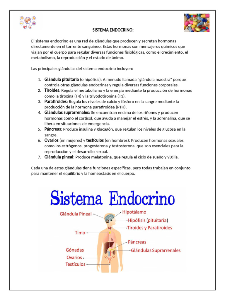 Medicamentos Endocrinos y su Uso | PDF | Sangre | Sistema endocrino
