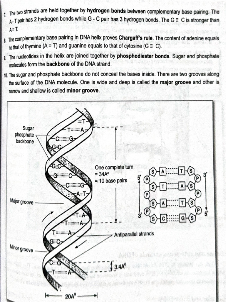 The Two Strands Are Held Together by Hydrogen Bonds Between ...