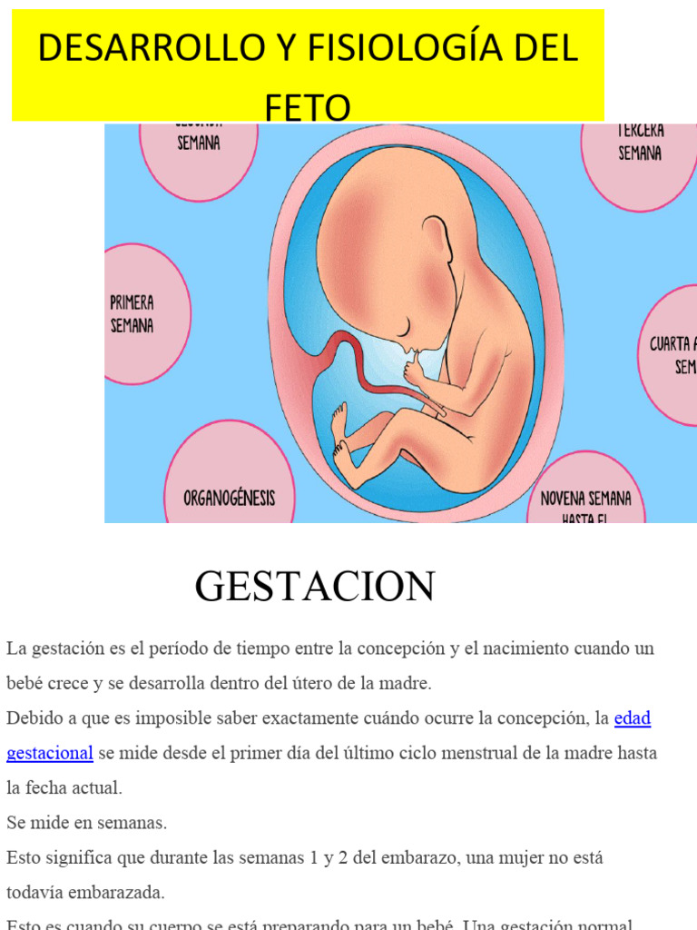 Desarollo y Fisiologia Del Feto Anatomia Modulo 3 | PDF | Placenta ...