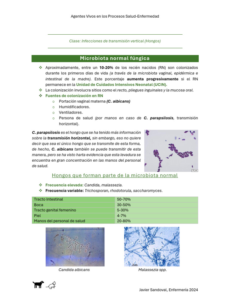 Clase Infecciones de Transmisión Vertical (Hongos) | PDF | Candidiasis | Candida (hongo)