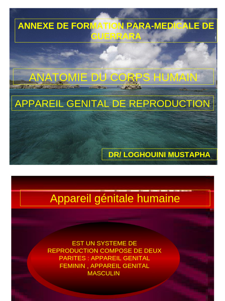 Apparil Genital de Reproduction | PDF | Système reproducteur ...