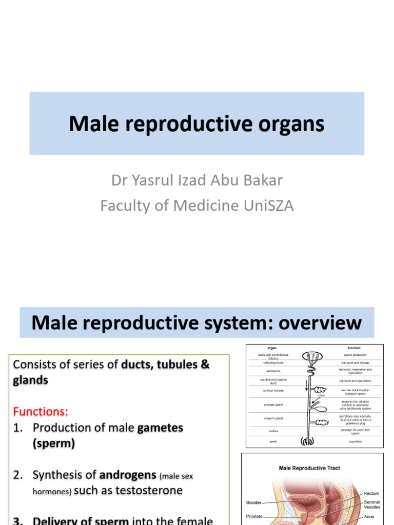 Male Reproductive Organs 2024 | PDF | Prostate | Testicle
