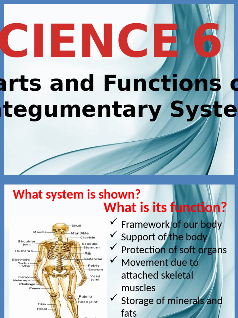Integumentary System (1) Grade 6 | PDF | Skin | Integumentary System