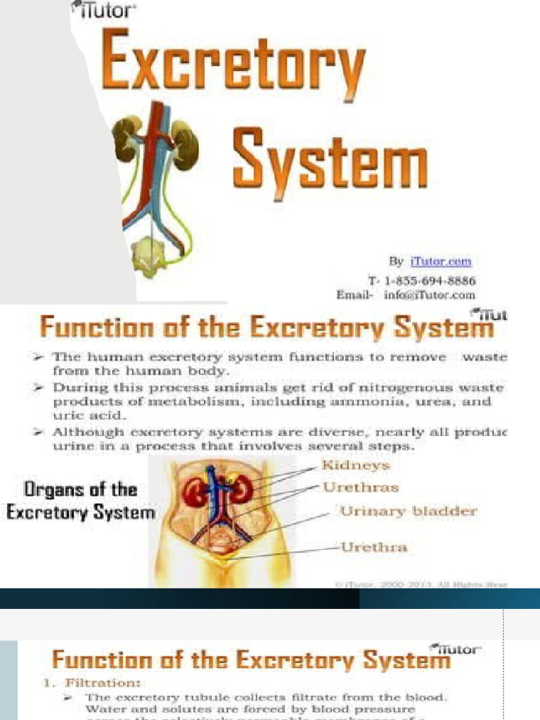 Excretory System | PDF