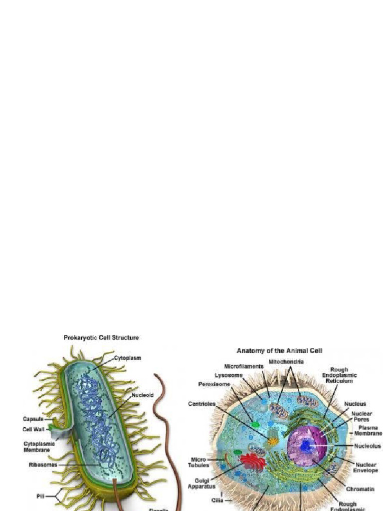 sel eu and pro | PDF