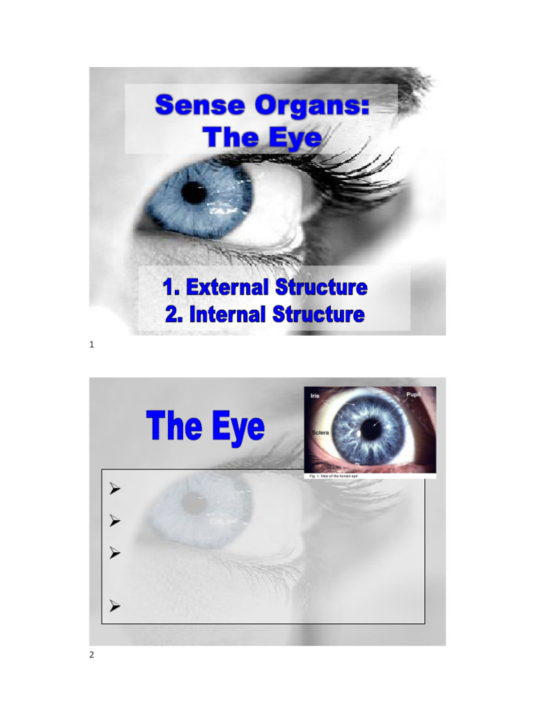 THE EYE (VS) | PDF | Eye | Visual System
