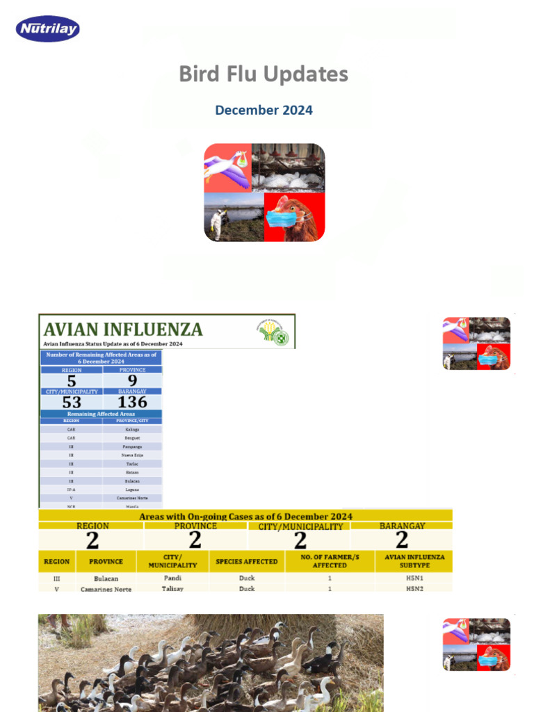 Bird Flu Updates (December 2024) | PDF | Avian Influenza | Influenza A ...