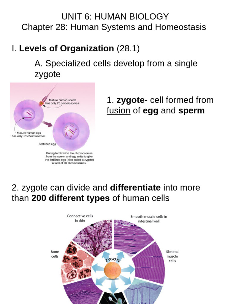 Human Biology: Systems & Homeostasis | PDF | Cellular Differentiation ...