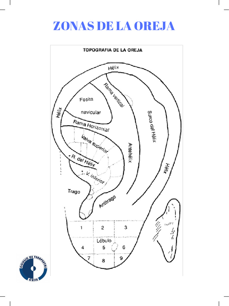 Descargable 3 - ZONAS DE LA OREJA | PDF