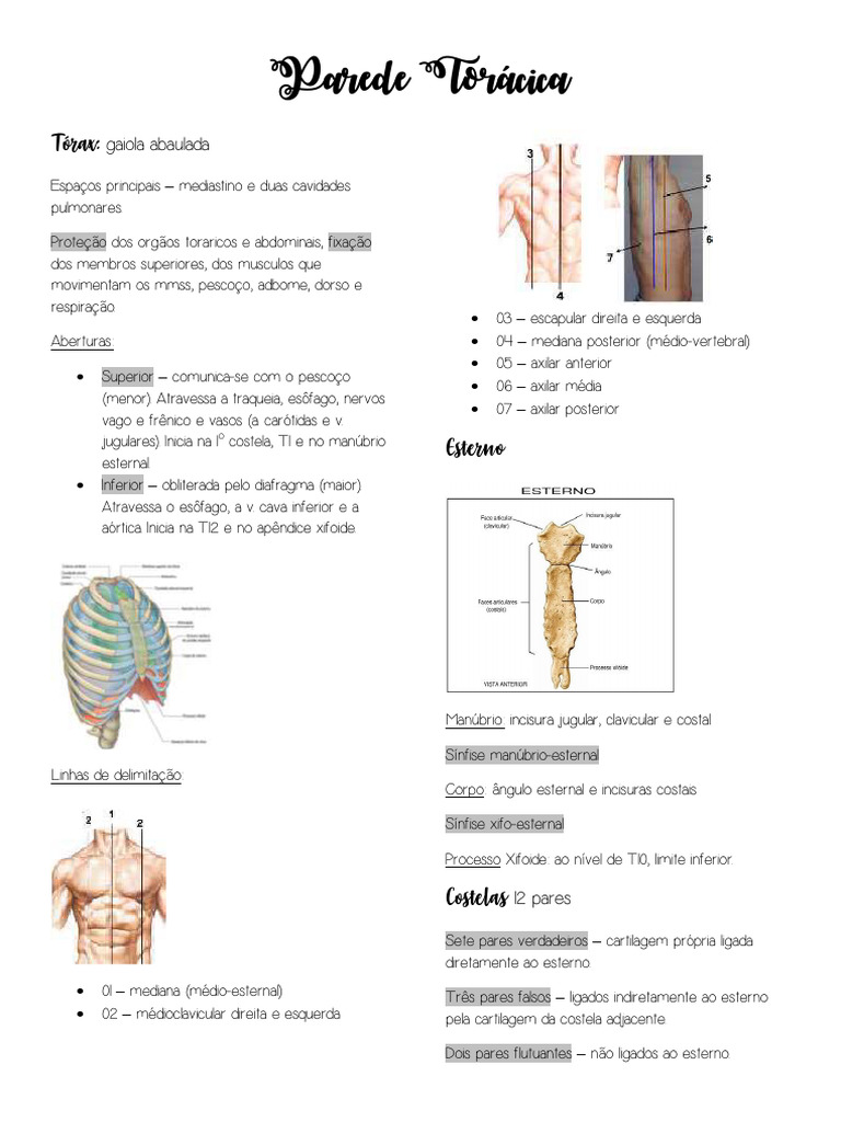 Parede Torácica | PDF | Tórax (anatomia humana) | Sistema Locomotor