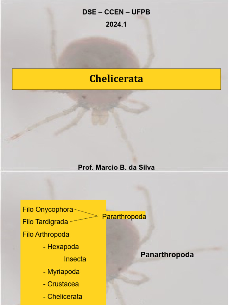 Chelicerata | PDF | Aranha | Chelicerata