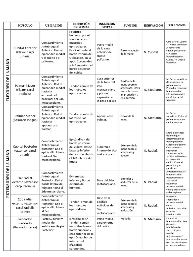 MUSCULOS ANTEBRAZO (Flexores y Extensores de La Mano) | PDF | Mano ...