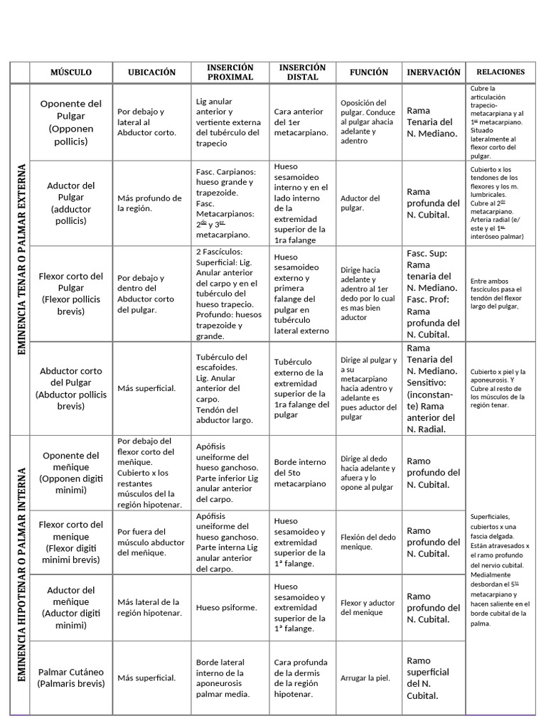 MUSCULOS MANO (Eminecia Tenar-Media-Hipotenar) | PDF | Mano | Sistema ...