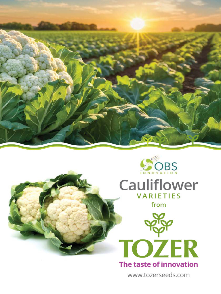 Cauliflower Varieties and Maturity Guide | PDF | Vegetables