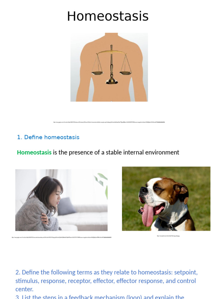 Homeostasis PP | PDF | Homeostasis | Negative Feedback