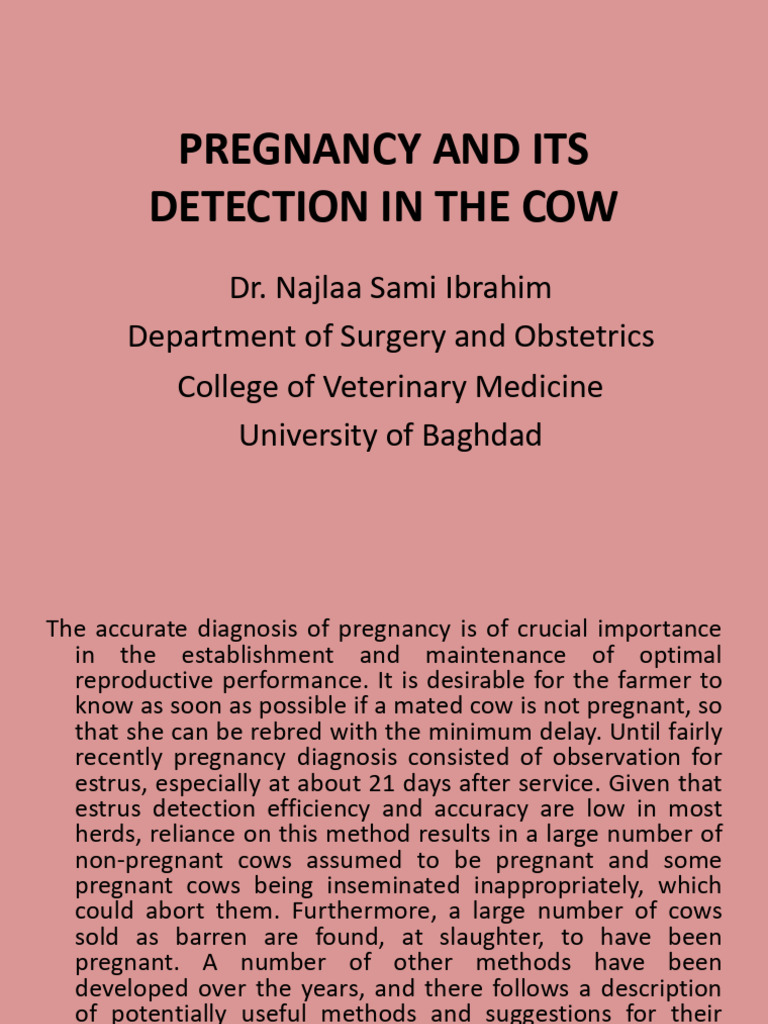 Pregnancy Detection in Cows | PDF | Pregnancy | Cattle