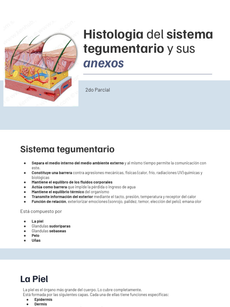 Histología del Sistema Tegumentario | PDF | Piel | Epidermis