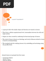 Animal Tissue Grade 10 Term 3 Notes Summaries | PDF