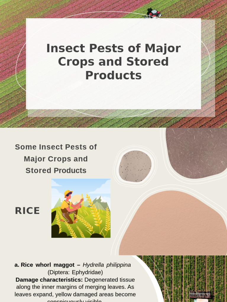 Insect Pests of Major Crops and Stored Products | PDF | Pest (Organism ...