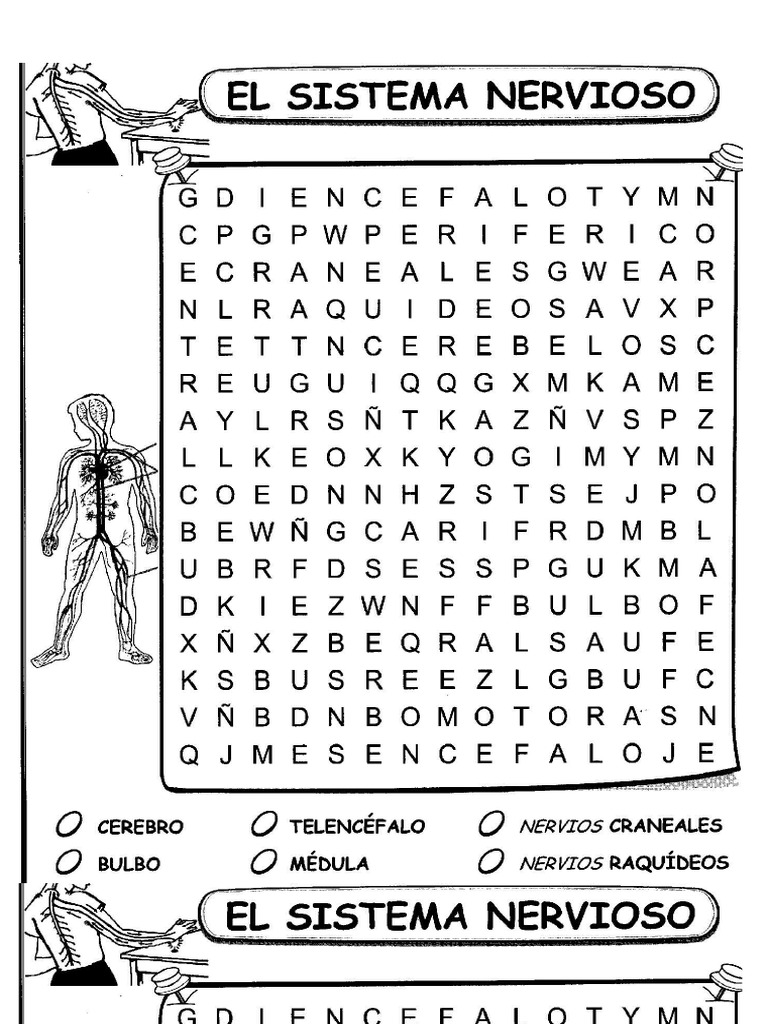 Ficha Sopa de Letras Sistema Nervioso | PDF