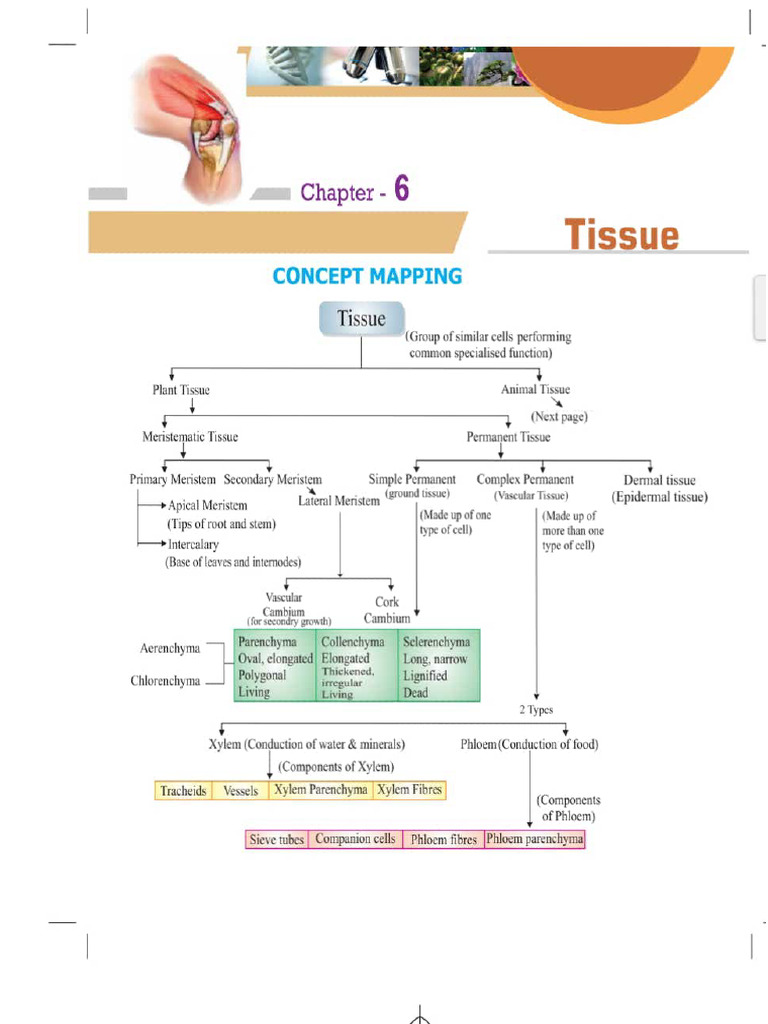 IX Tissues Notes | PDF