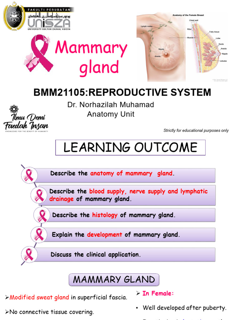 Mammary gland_NM 23-24 | PDF | Breast | Nipple