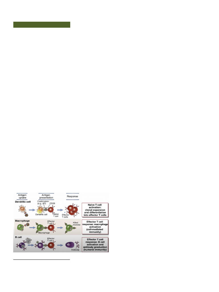 Hematología e Inmunología 2do Parcial | PDF | Célula T | Complejo mayor de histocompatibilidad
