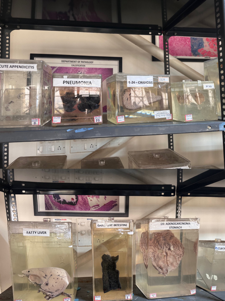 Full Specimens Pathology | PDF | Neoplasms | Diseases And Disorders