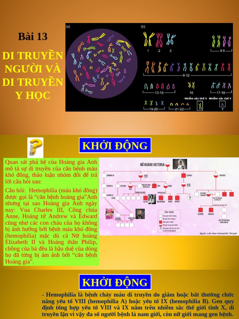 KNTT Bai 13 Di Truyen Hoc Nguoi Va Di Truyen y Hoc | PDF
