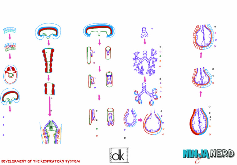 Embryology] 14 Development of the Respiratory System - Handout | PDF