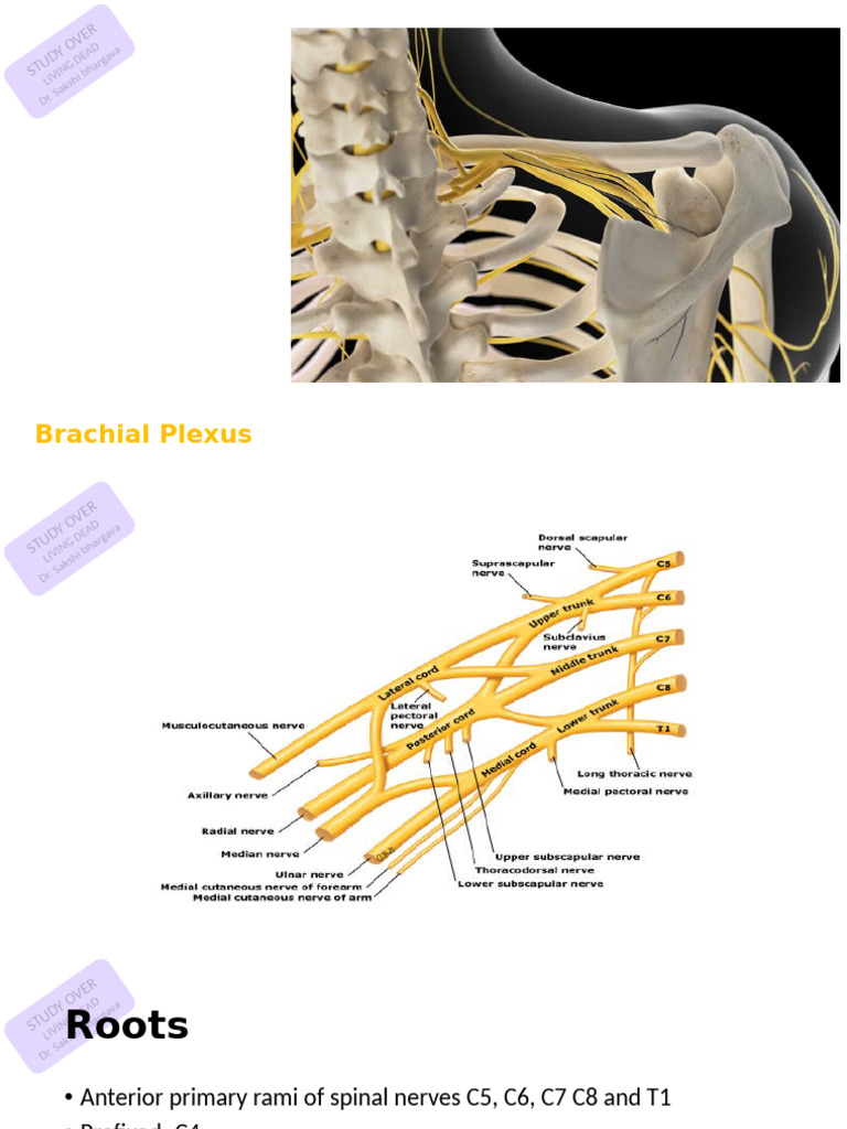 Brachial Plexus | PDF | Anatomical Terms Of Motion | Arm