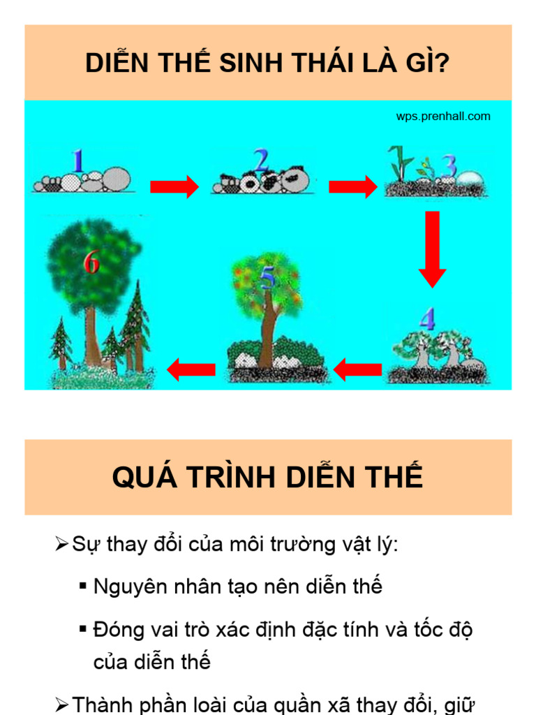 Dien The Cua He Sinh Thai | PDF