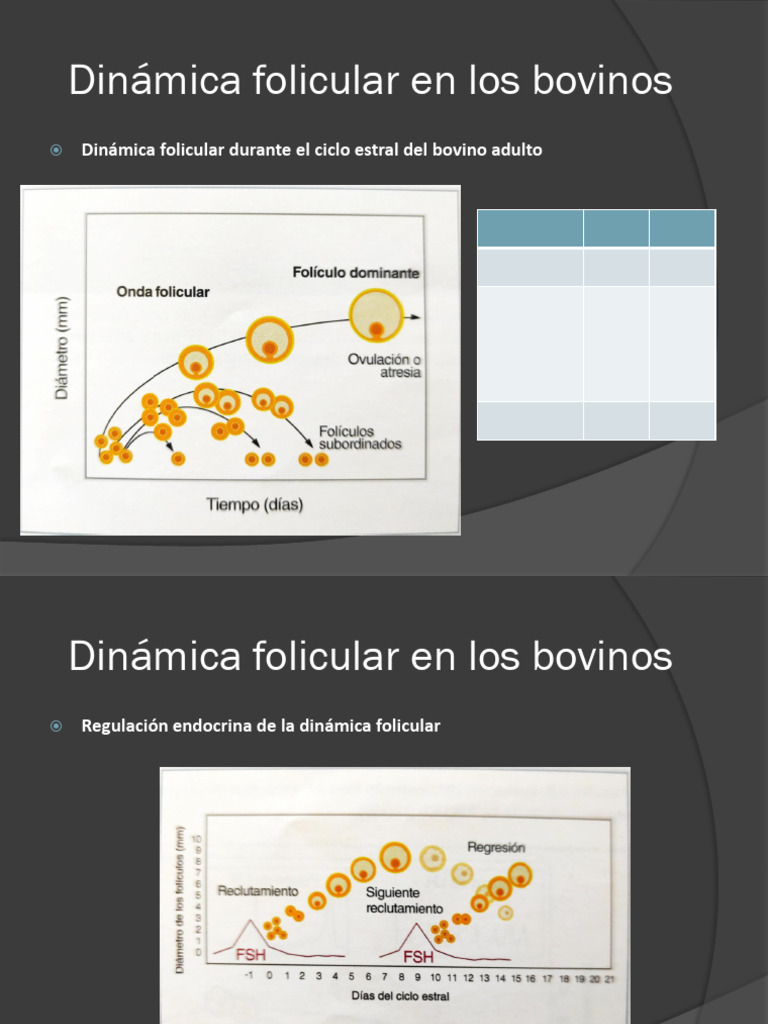 S04 - Material 02 - Dinámica Folicular en Los Bovinos | PDF