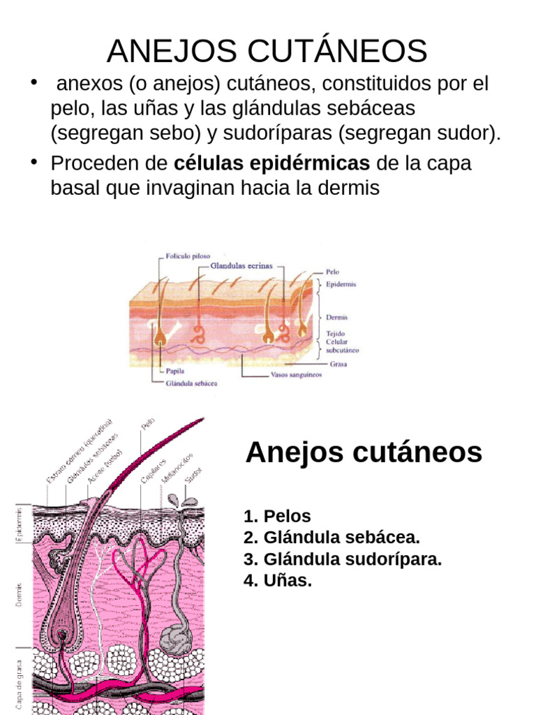 Estructura y Función de Anejos Cutáneos | PDF | Anatomía humana ...
