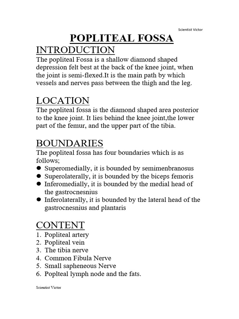 The Popliteal Fossa | PDF