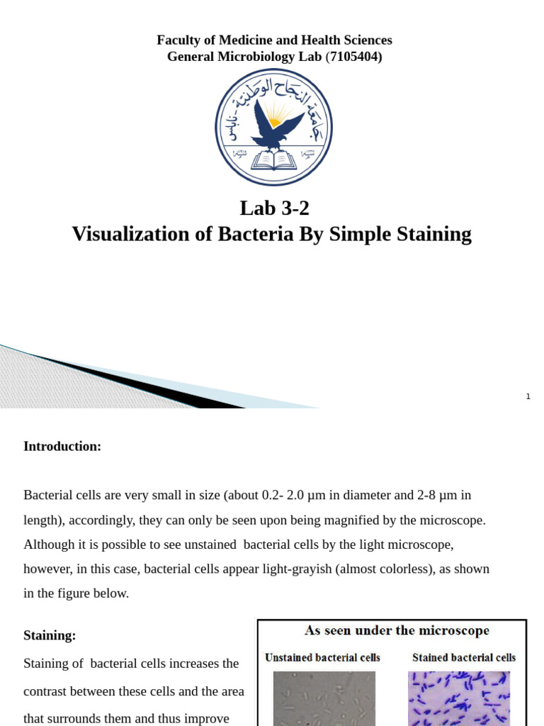 Lab-5-Simple Staining | PDF | Staining | Bacteria