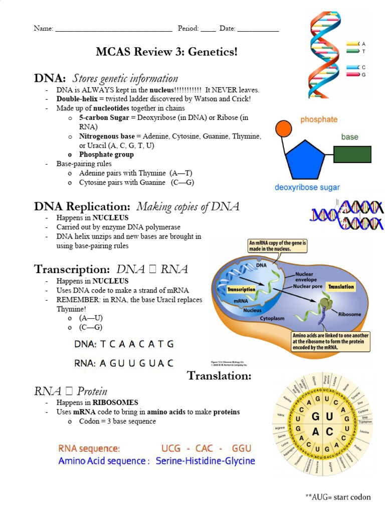Kami Export - Kamilly Do Nascimento - Mcas Review 3 Genetics 2 | PDF ...