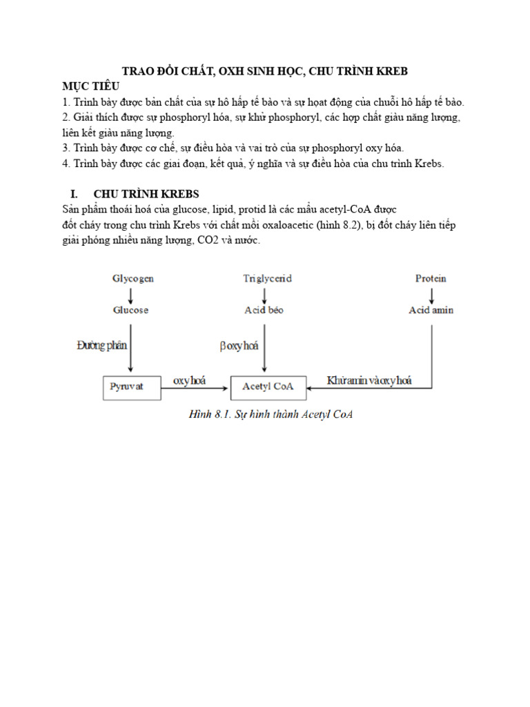 Trao Đổi Chất, Oxh Sinh Học, Chu Trình Kreb | PDF