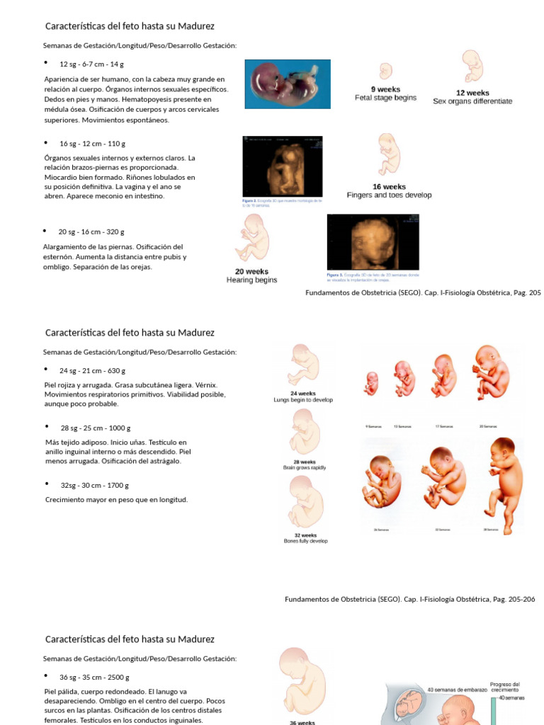 Características Del Feto Hasta Su Madurez 1 | PDF