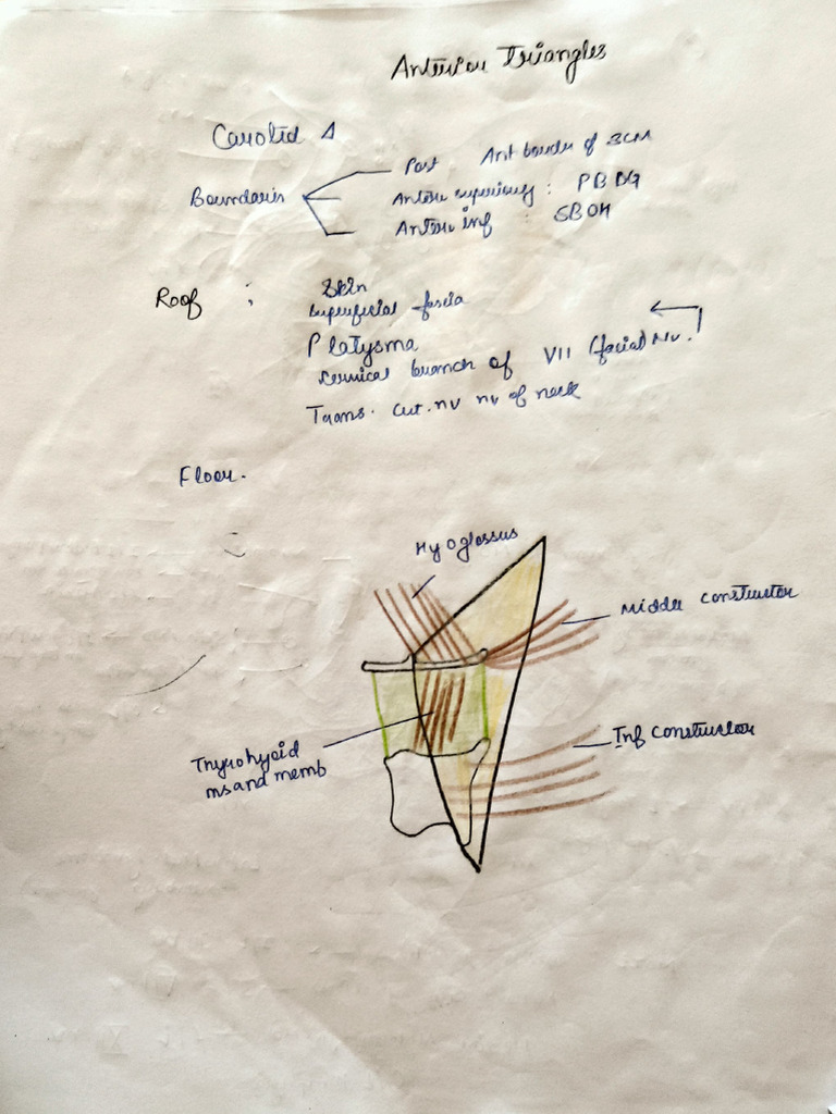 Anterior triangle | PDF