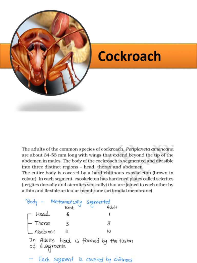 Cockroach | PDF